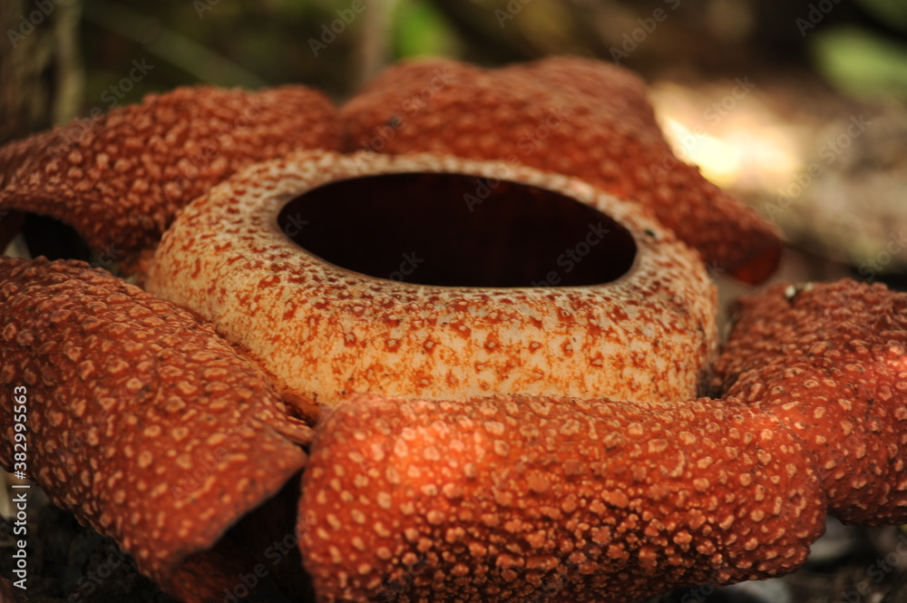 Rare tropical giant flower rafflesia arnoldii in full bloom in Borneo ...