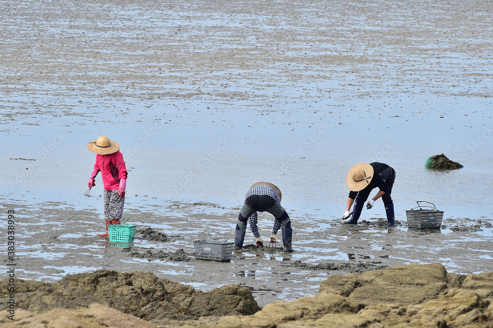 Korean people digging Manila clam in the mudflats in Seocheon-gun ...