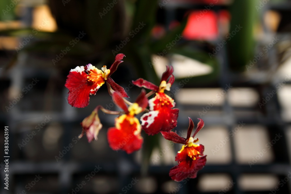 Bright red Oncidium orchid's flower of Dancing-lady Orchid or Tiger ...