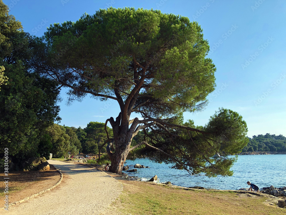 Golden Cape Forest Park Zlatni rt, Rovinj (Rovigno) - Istria, Croatia ...