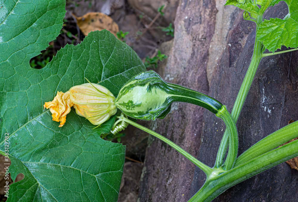 Growing gourd with faded flower at the end. Flower will drop off as the ...