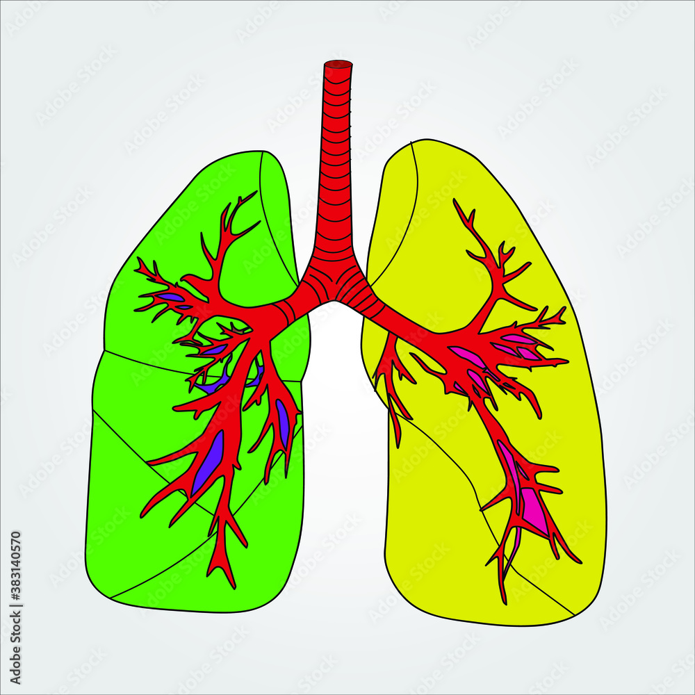 Human lungs, bronchi, and trachea. Multicolored icon of the pulmonary ...