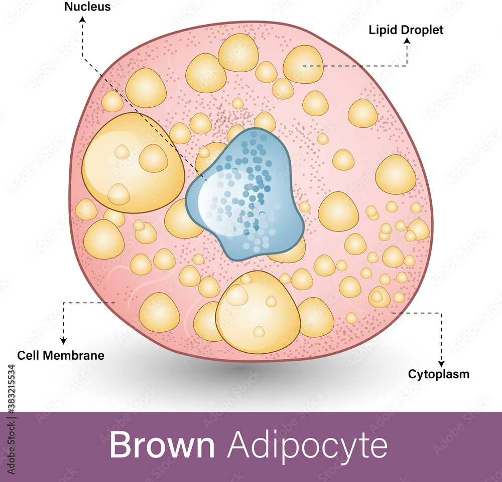 Brown Adipocyte Cell Structure. Brown Fat Cell with yellow lipid ...