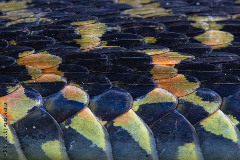 Asian Tiger Snake scales Stock Photo | Adobe Stock