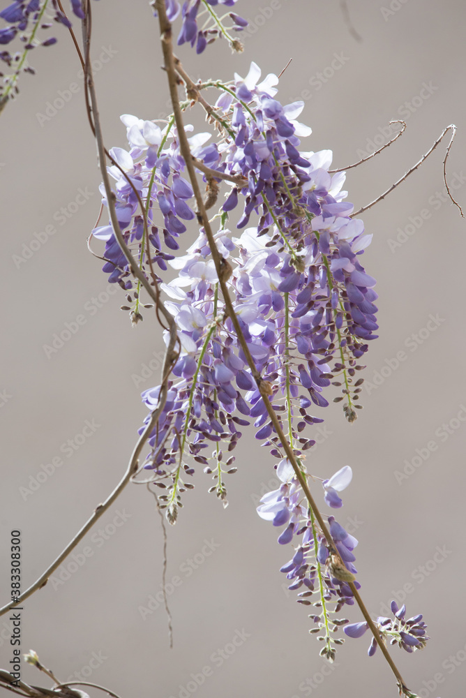 Photo Stock Flores de glicinia color violeta en vistosos racimos en ...
