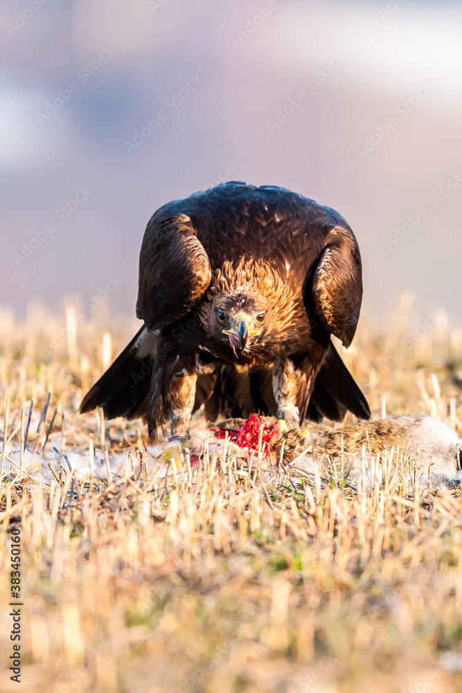 Photo Stock White Tailed Eagle (Haliaeetus albicilla) in flight. Also ...