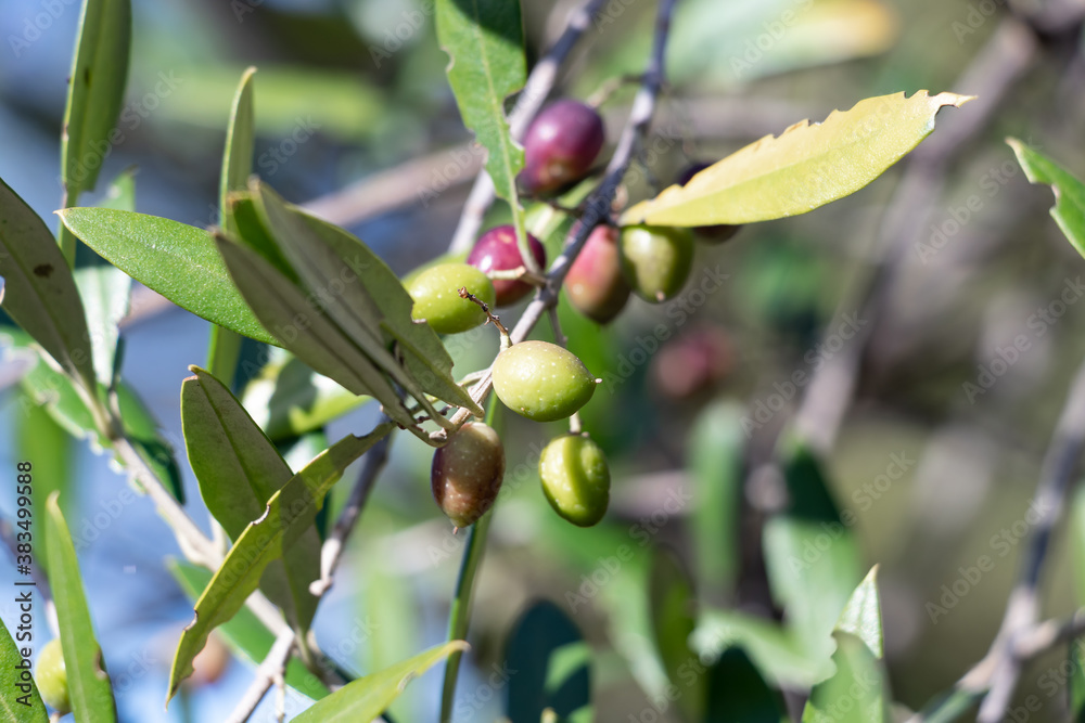 Acebuche, spanish wild olive. Its scientific name is Olea Europaea or ...