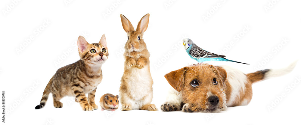 dog and cat and parrot and rabbit and hamster on white background Stock ...