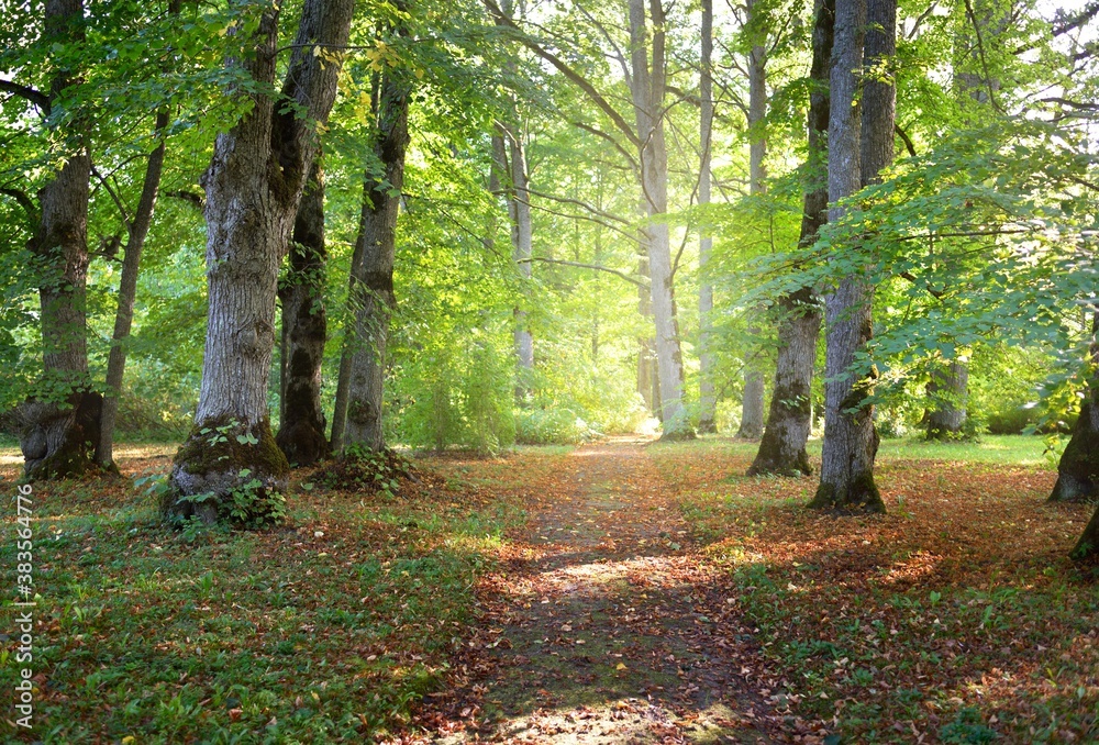 Pathway through the green deciduous forest, natural tunnel. Old mossy ...