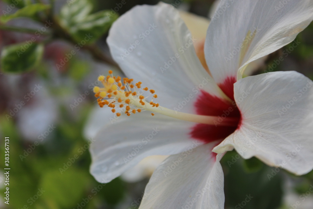 hibisco, flor del pacifico blanca y roja Stock Photo | Adobe Stock