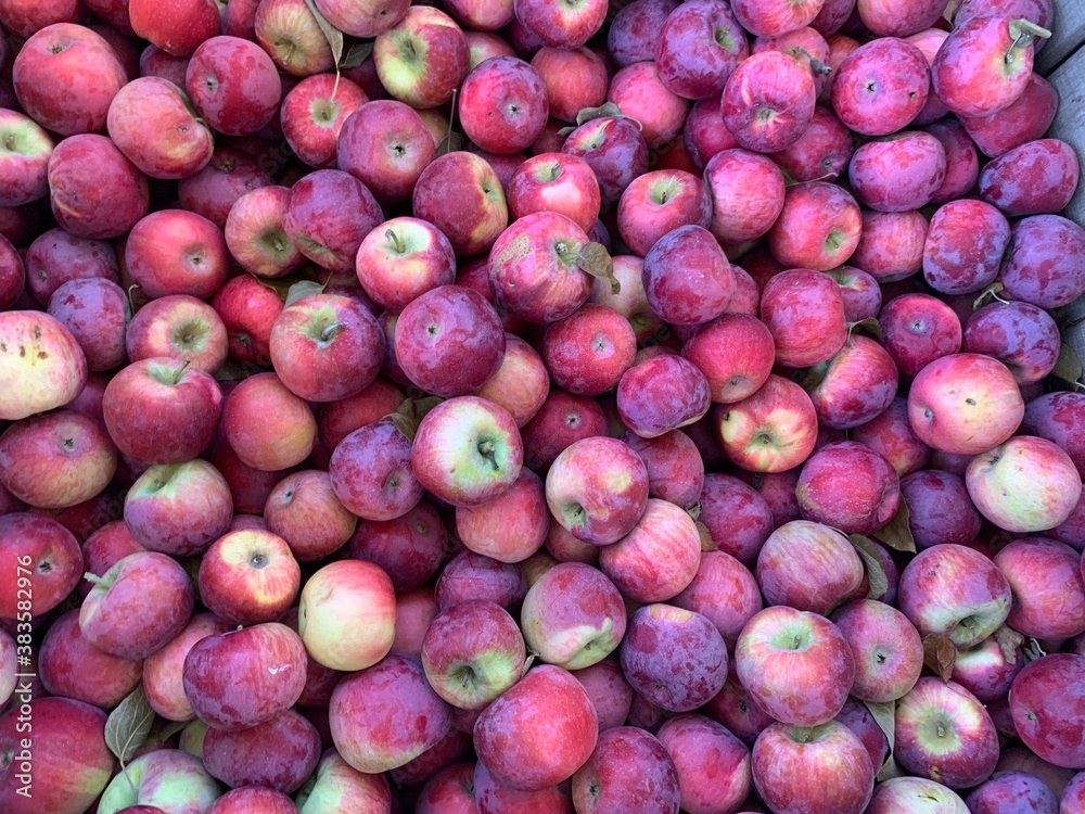 Manzanas y mas manzanas rojas deliciosas frescas listas para un ...