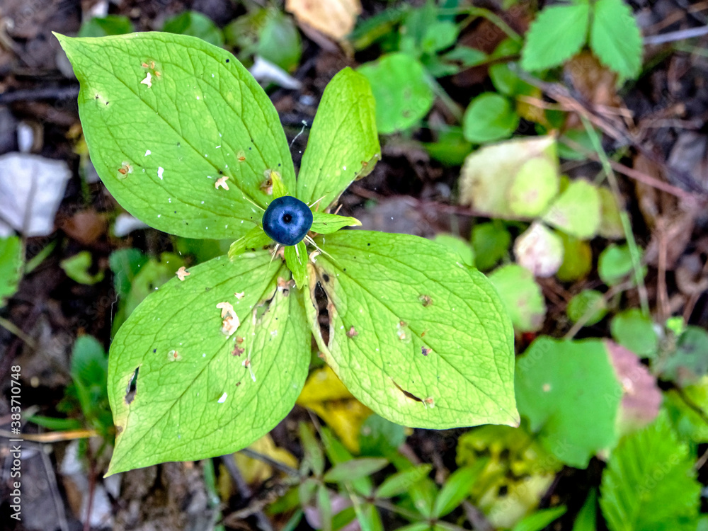poisonous plant with the Latin name Paris quadrifolia grows in forests ...