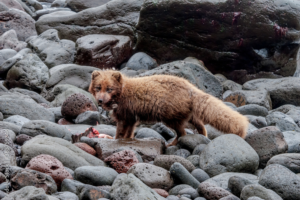 Pribilof Islands Arctic Fox (Alopex lagopus pribilofensis) at St ...
