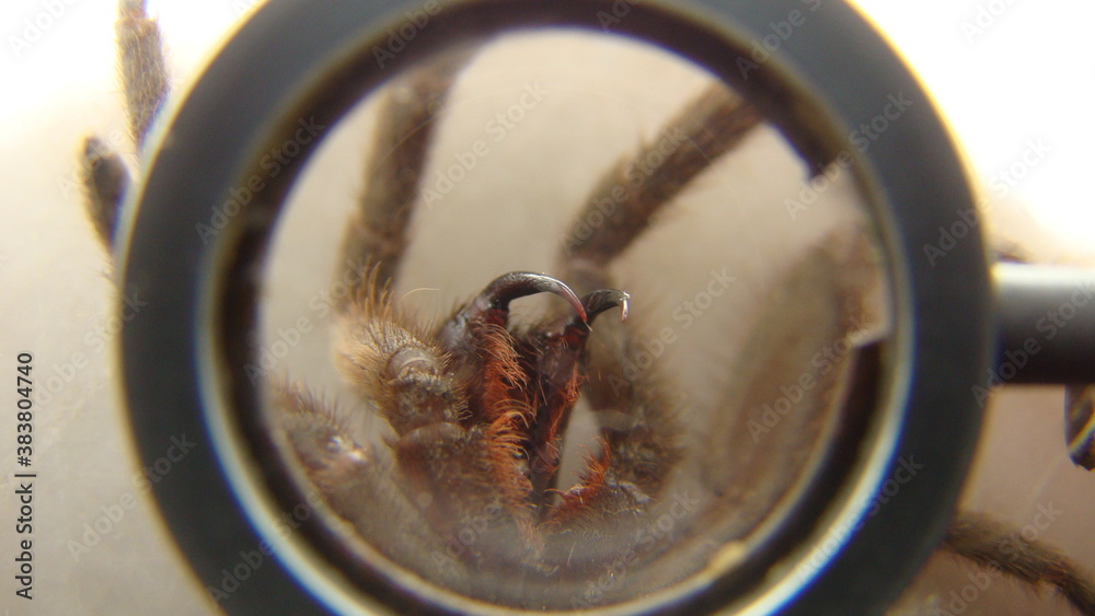 Fotografie Tarantula , Spider Tarantula fangs Close up female of Spider ...
