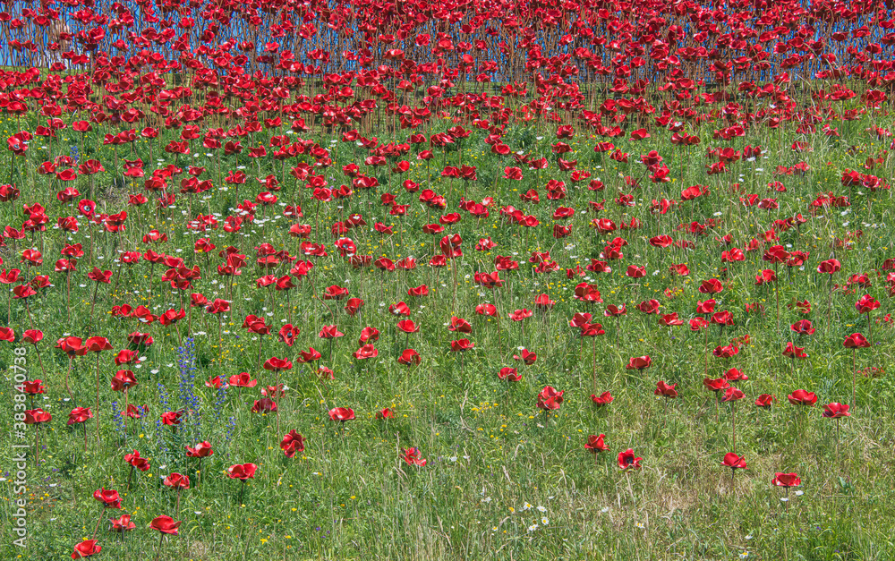Poppy field installation as a symbol of remembrance day. Stock Photo ...