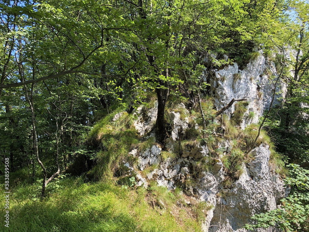Trees and vegetation in a mixed forest in the area of the Ucka Nature ...