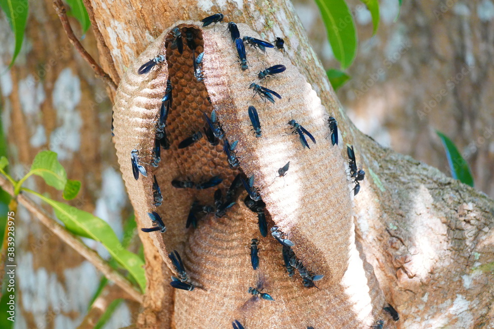 Synoeca cyanea wasps in the tropical forest. Commonly known as warrior ...