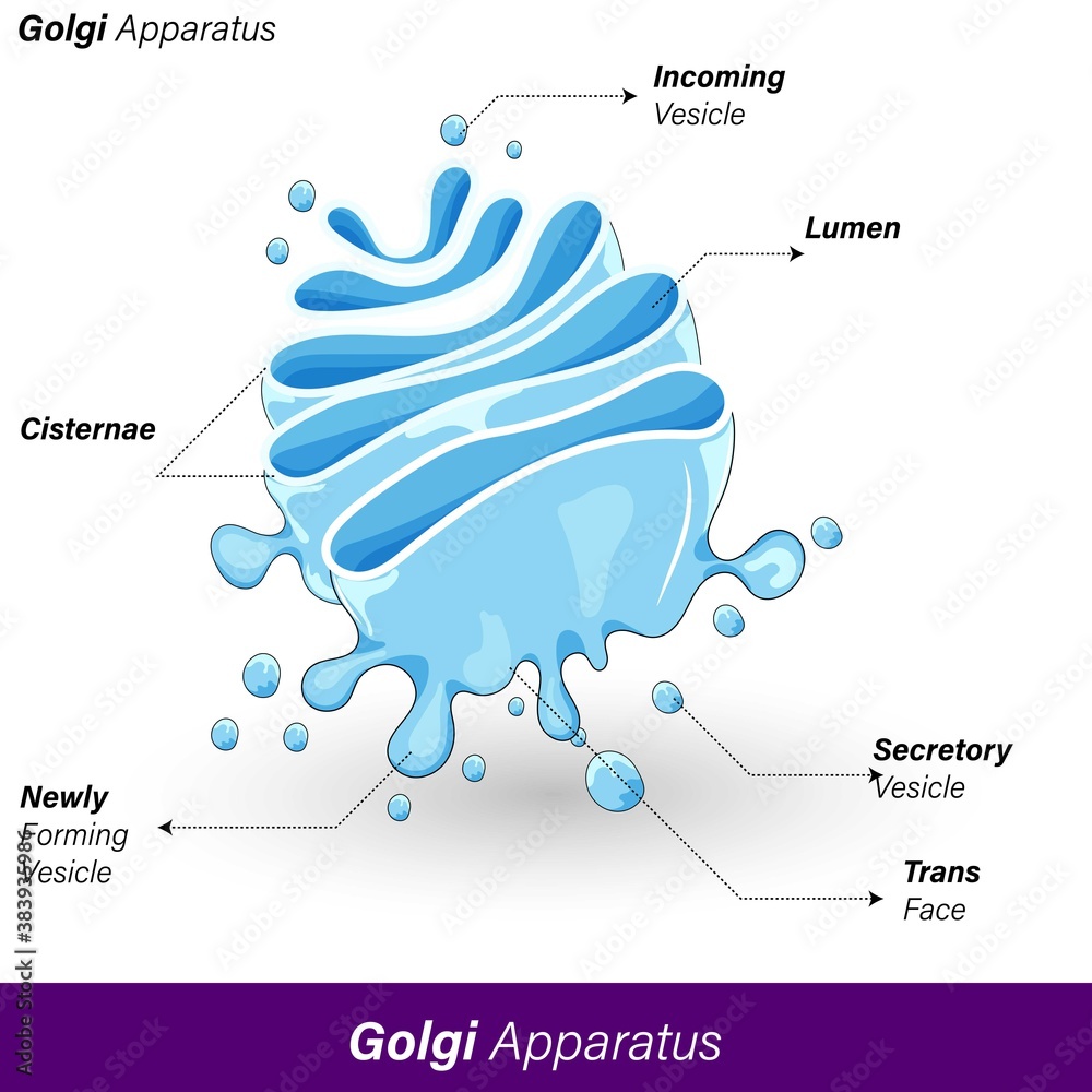 Golgo apparatus vector illustration labeled microscopic structure ...