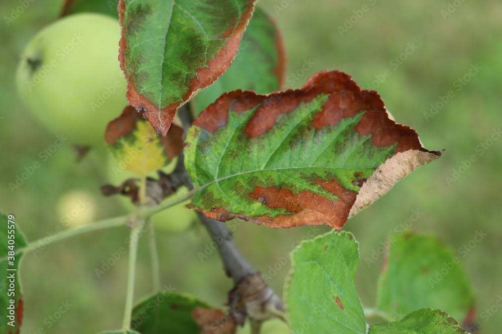 Apple tree leaves with brown spots and edges defromations damaged by ...