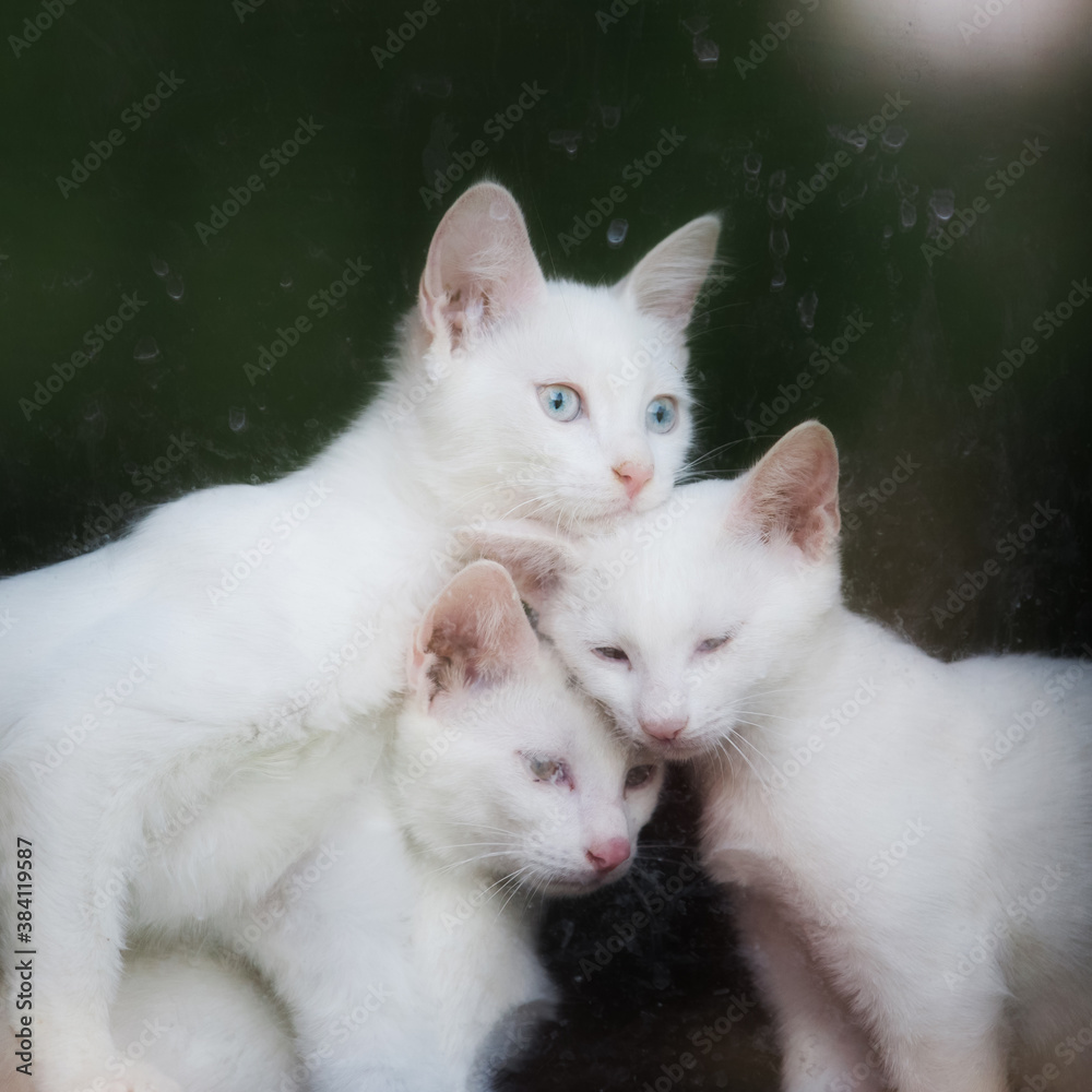 Turkish Van kittens. Three cute young white cats are looking out the ...