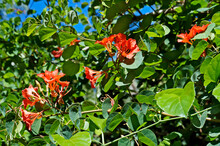 Pride Of The Cape Flower Free Stock Photo - Public Domain Pictures