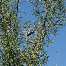 Verdin Bird Free Stock Photo - Public Domain Pictures