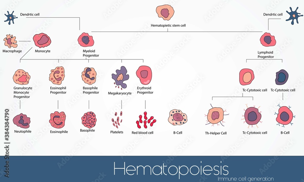 vector of types of blood cells oh human. Erythrocytes, eosinophil ...