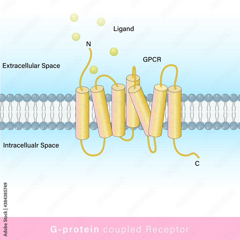 GPCR or G protein coupled receptor structure vector design 스톡 벡터 ...