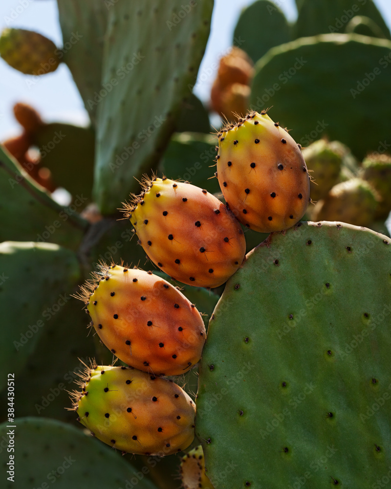 fico d'india Stock Photo | Adobe Stock