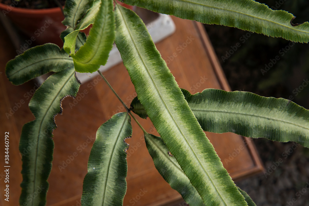 Fern leaves texture. Closeup view of a Pteris cretica Albolineata, also ...