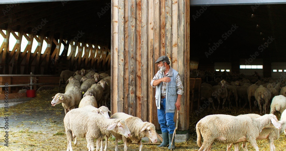 Caucasian old man pensioner working at livestock farm and leading sheep ...