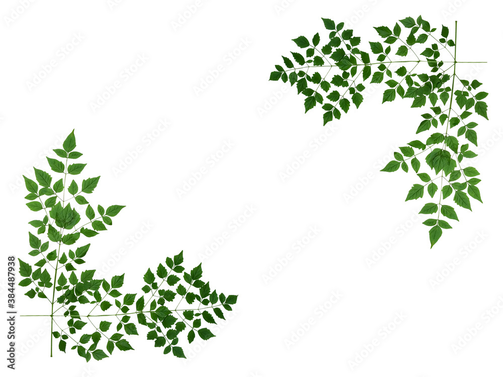 isolated indian cork green leaves with clipping path on white ...