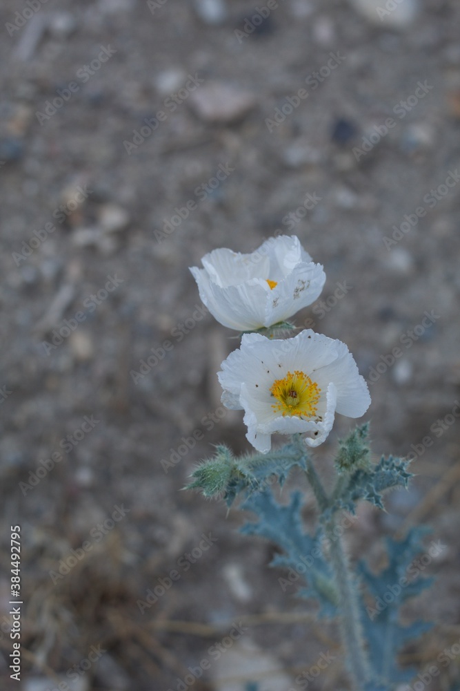White blooming terminal inflorescences of Chicalote, Argemone Munita ...