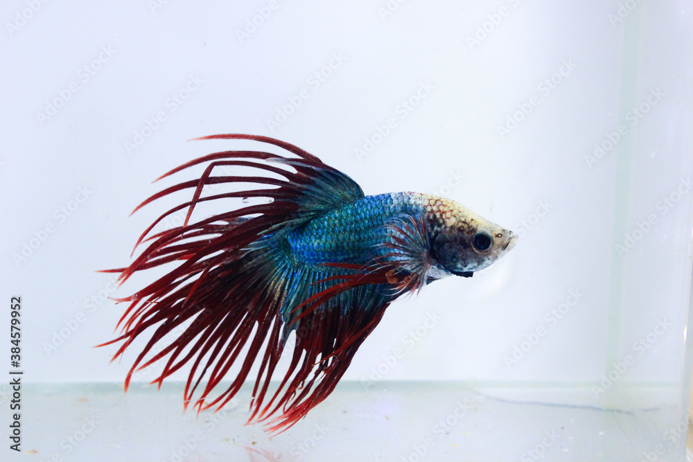 crowntail betta fish. The betta fish are light blue on the body and ...