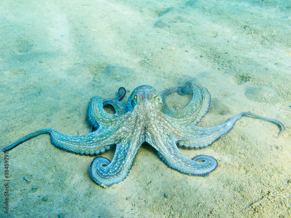 Photo Stock Il polpo (Octopus vulgaris Cuvier, 1797) o polpo è un ...