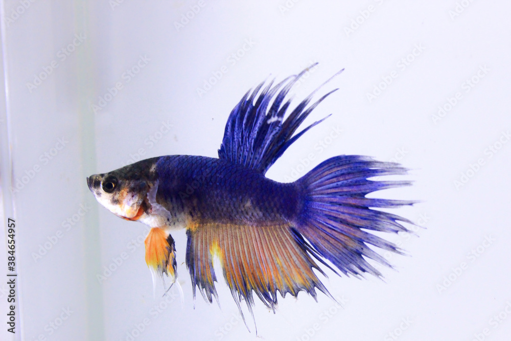 blue crowntail betta fish. The blue betta fish with a yellow ...