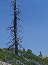 Lone Aspen Tree Free Stock Photo - Public Domain Pictures