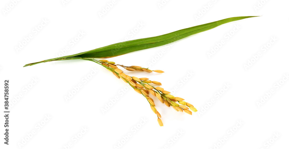 organic paddy rice,ear of paddy, ears of Thai jasmine rice isolated on ...