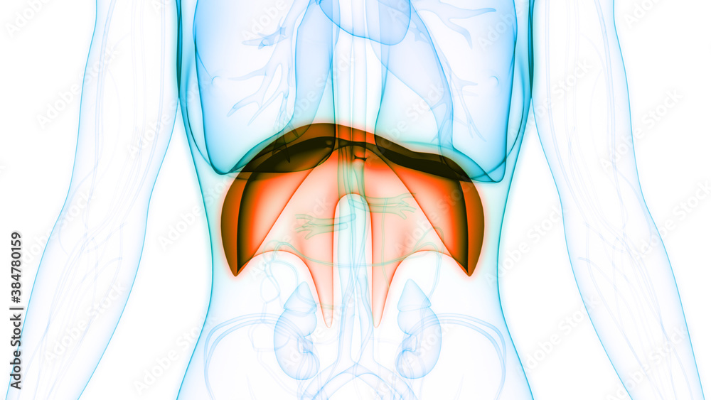 Human Respiratory System Diaphragm Anatomy Stock Illustration | Adobe Stock