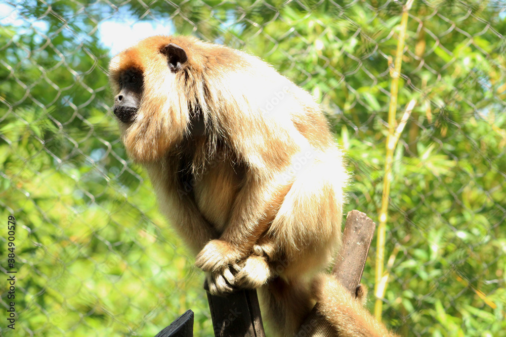Monkey Thinking Stock Photo | Adobe Stock