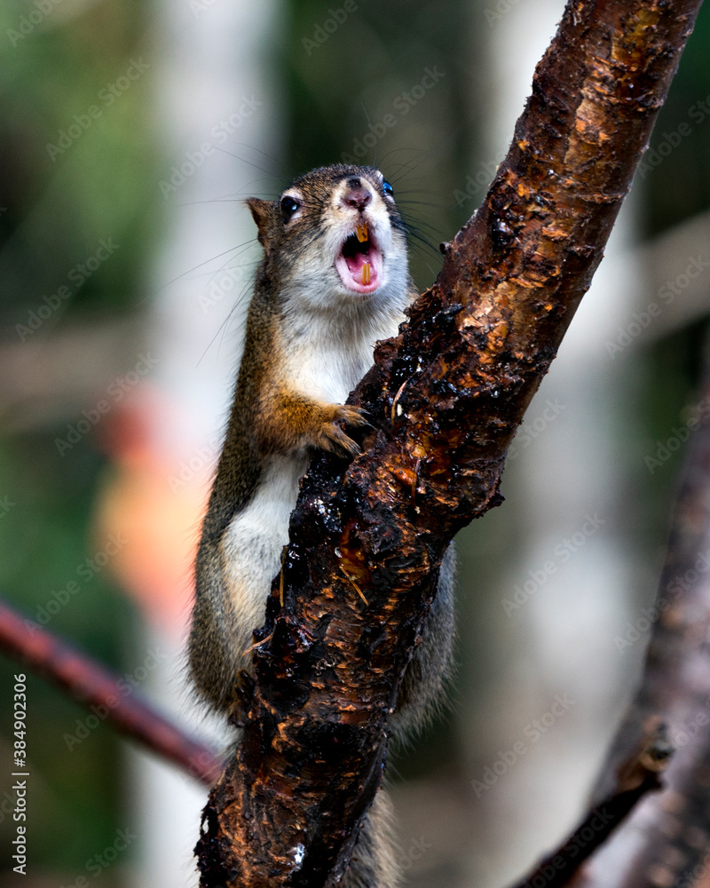 Squirrel Stock Photos. Squirrel close-up profile view on a branch in ...