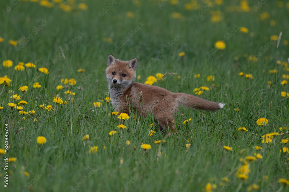 Red Fox. The species has a long history of association with humans.The ...