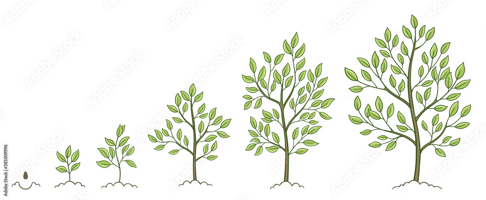 Tree growth stages. Plant development phases. Animation progression ...