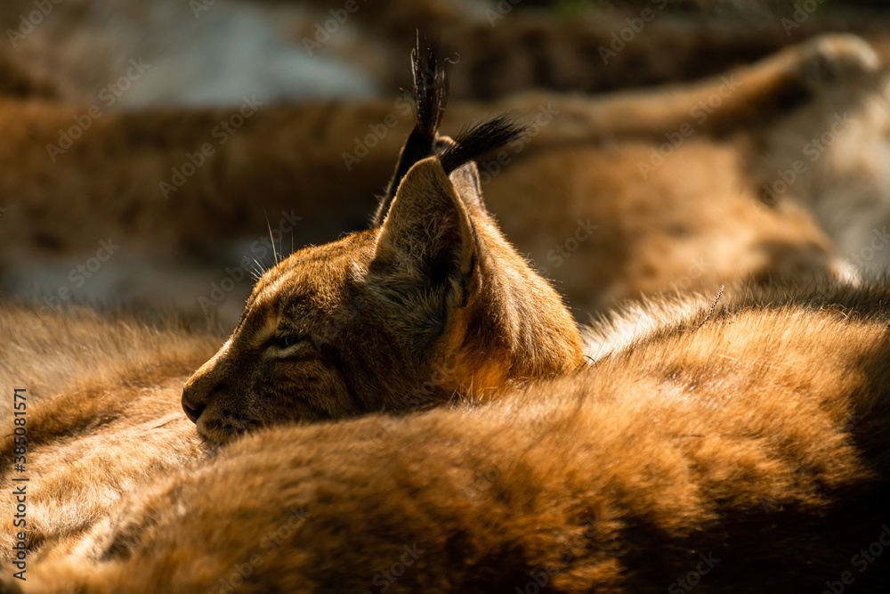 The Eurasian red lynx (Lynx lynx) - a critically endangered predator ...