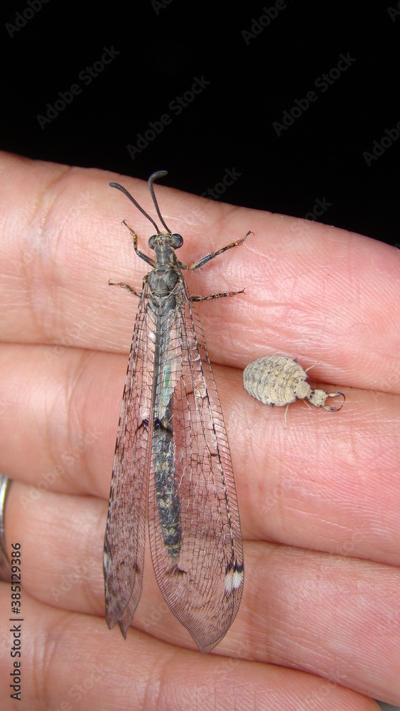 Photo Stock Antlion - Ant lion. antlion larva and adult on the hand ...