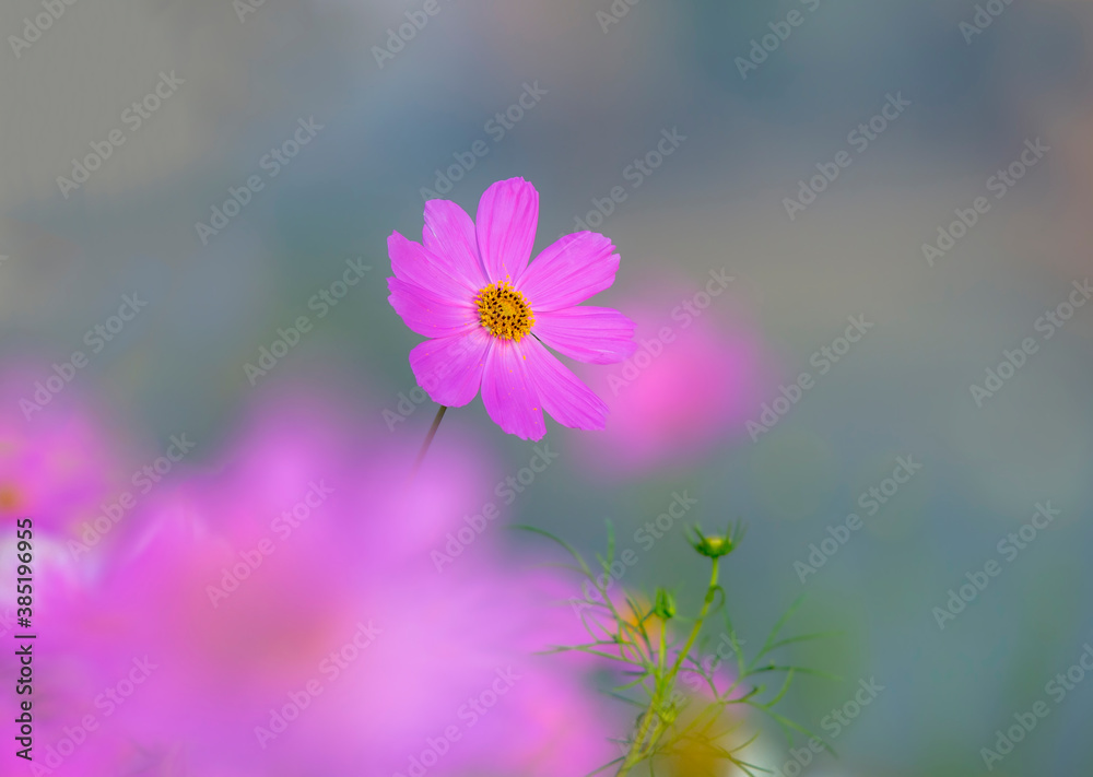 Cosmos flowers are Asteraceae family ,genus, with the same common name ...