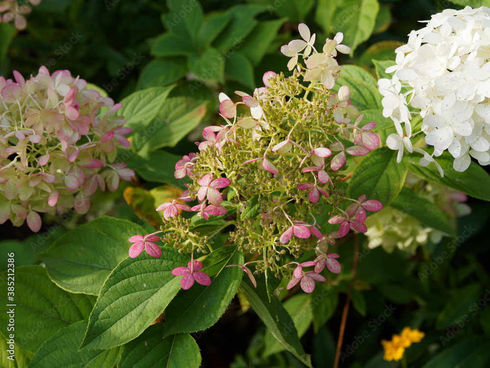 Panicle hydrangea (Hydrangea paniculata) with dark-green leaves and deep-pink and creamy-white ...