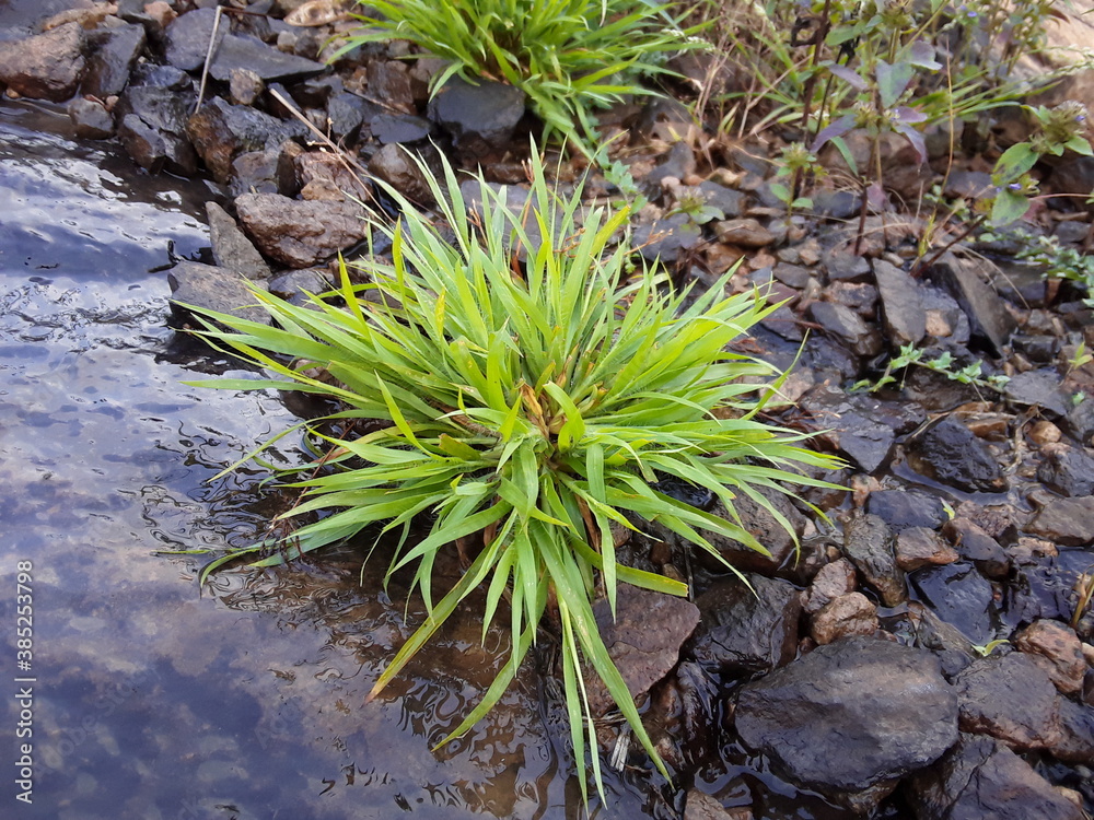 Dube or Durva (Botanical name: Cynodon dactylon) is a grass that ...