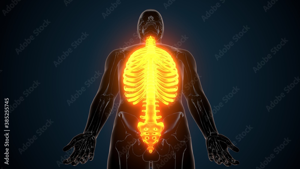 human skeleton system axial skeletal anatomy 3d Illustration の Stock ...