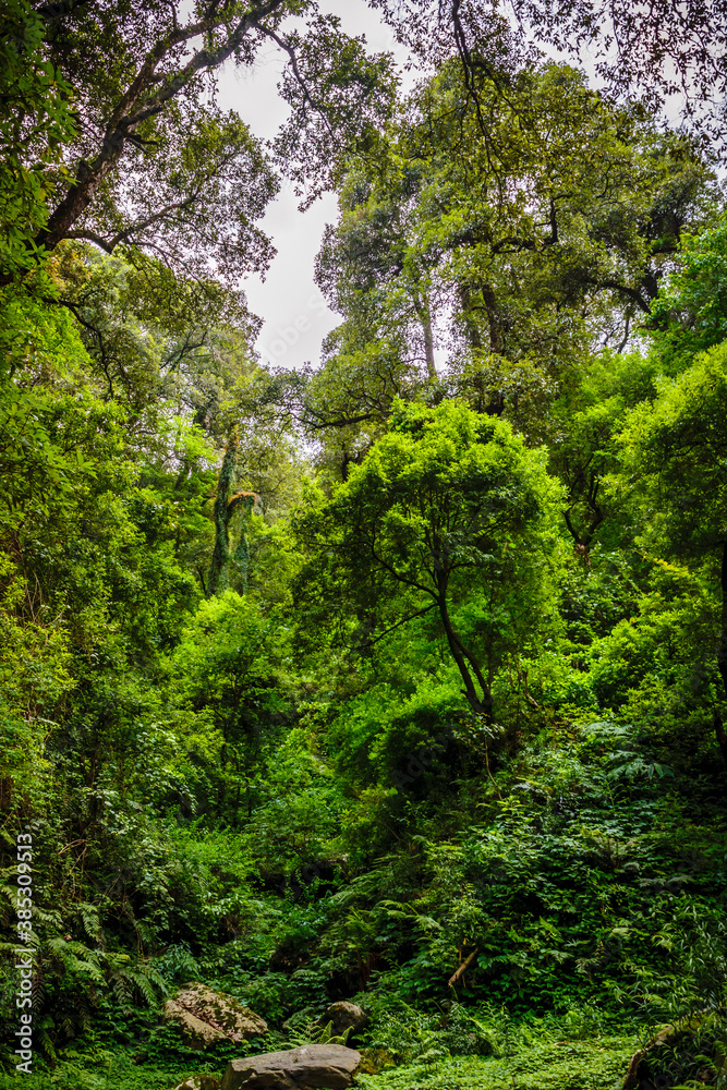 Tropical Evergreen Trees Upsc